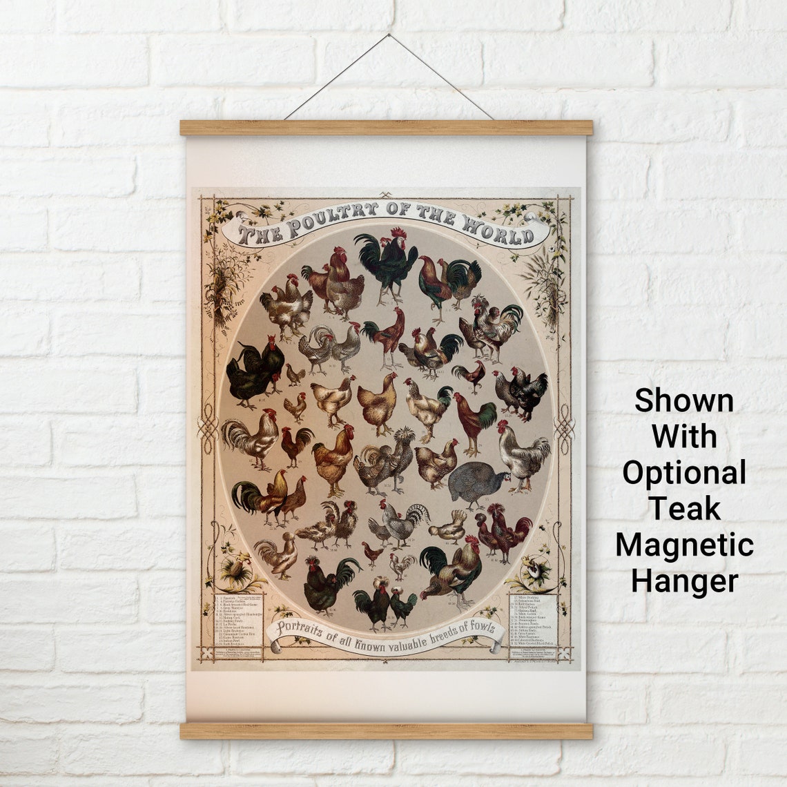 Chicken Breeds Poster Prang's Art Journal 1868 Top - Etsy