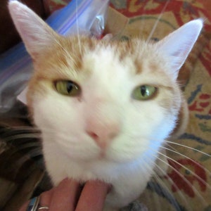 3 Old Farmhouse Spatulas,2 Red/white Handles, 1 Green/white Handle ...