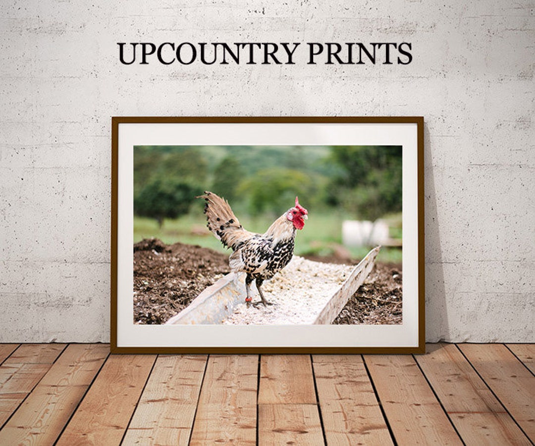 Farmhouse Chicken Photograph Print: Rustic Kitchen Decor (digital ...