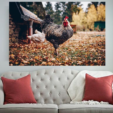 Chicken Photograph Print: Farmhouse Home Decor (digital Download) - Etsy