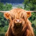 Highland Cow, Highland Cow Print, Highland Cow Photo, Highland Cow ...