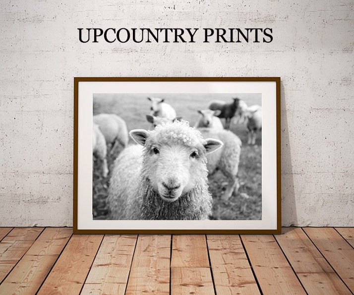 Sheep Art Sheep Sheep Wall Art Sheep Print Fixer Upper | Etsy