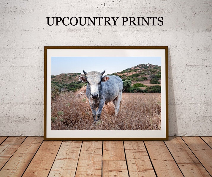 Cow Print Cow Picture Cow Photo Cow Photograph Cattle | Etsy