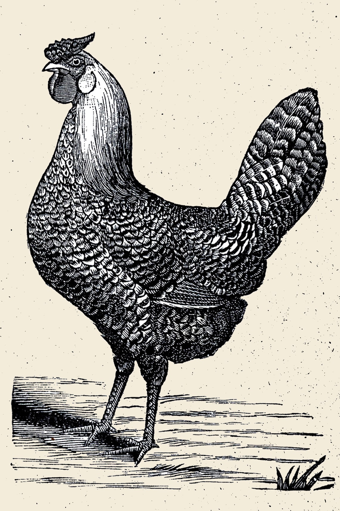 Vintage Images Vintage Printable Vintage Chicken Chicken | Etsy
