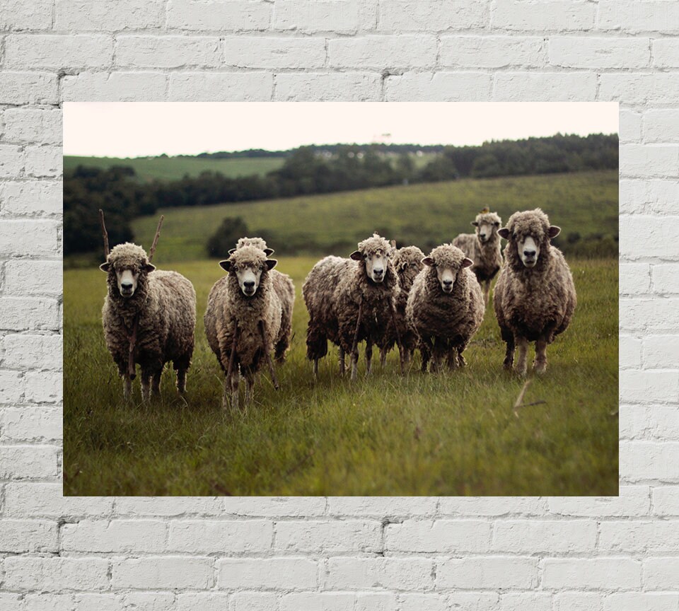 Sheep Print Sheep Art Sheep Picture Sheep Download Fixer | Etsy