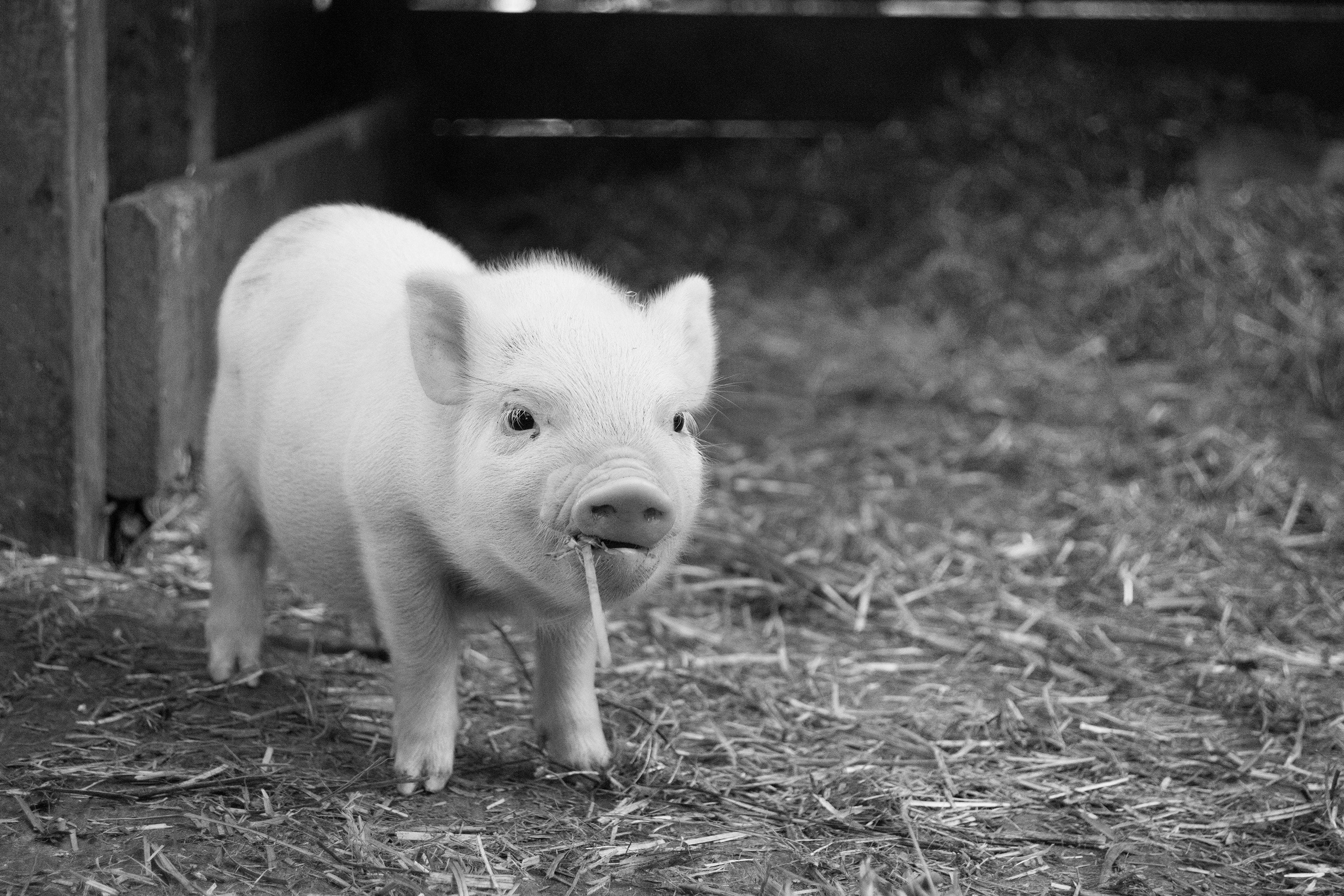 Pig Picture Pig Photo Pig Nursery Pig Digital Download Pig - Etsy