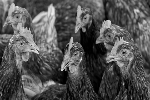 Chicken Print Chicken Photograph Chicken Coop Chicken Wall | Etsy