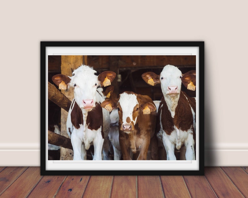 Baby Calves Picture Animal Crossing Highland Cow Nursery - Etsy