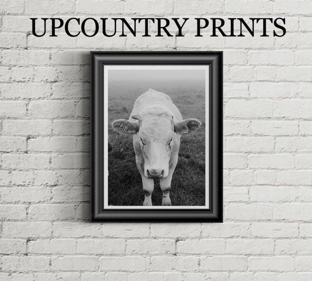 Cow Photograph: Farmhouse Decor Print (digital Download) - Etsy
