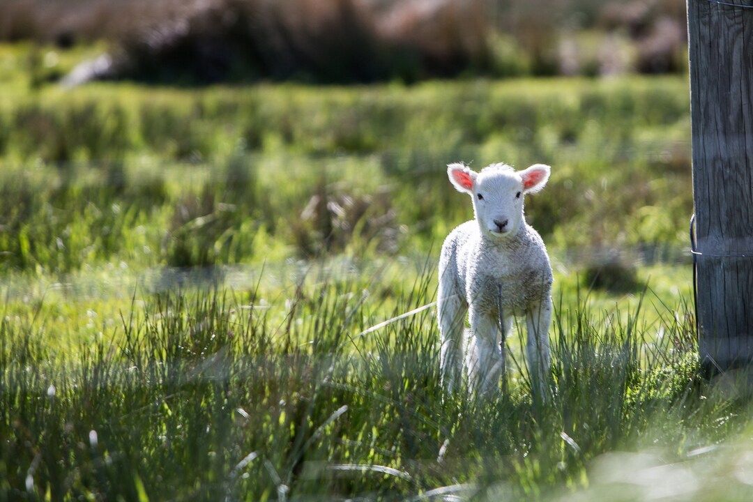 Lamb Photograph: Farmhouse Nursery Decor (digital Download) - Etsy