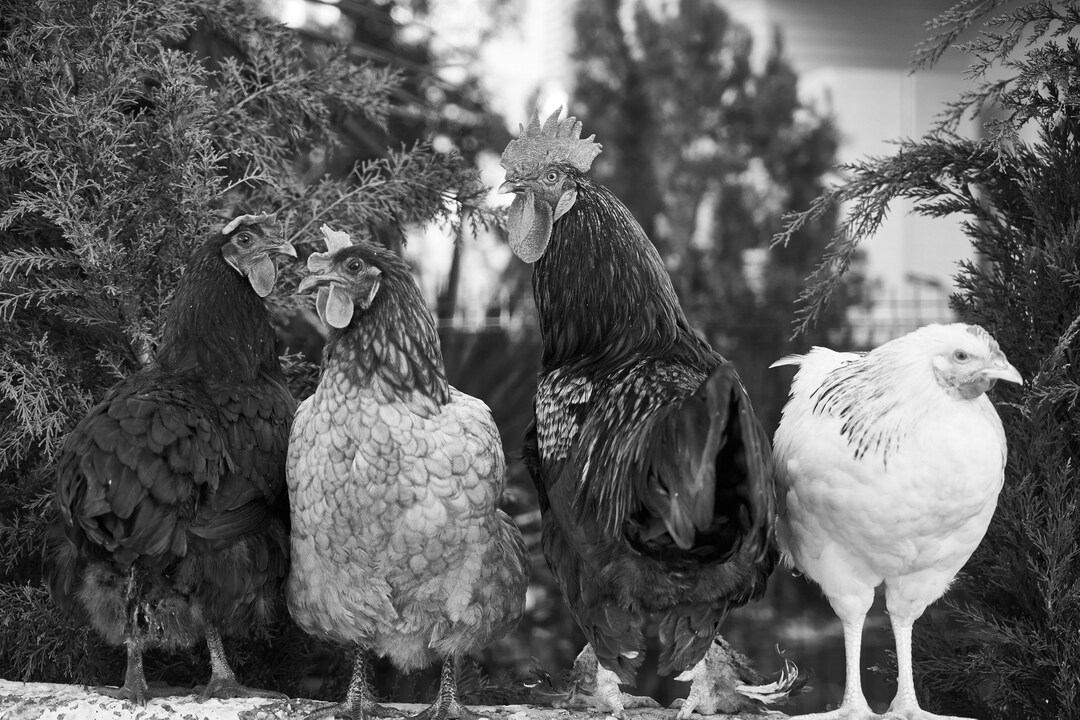 Chicken Print, Chicken Art, Chicken Printable, Chicken Picture, Chicken ...