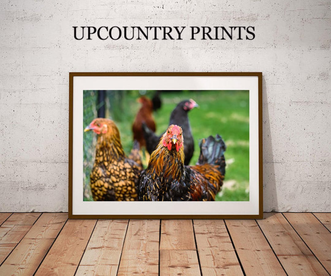 Chicken Print, Chicken Photograph, Chicken Coop, Chicken Wall Art ...