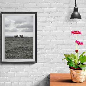Cow Photograph Print: French Country Farmhouse Decor (digital Download ...