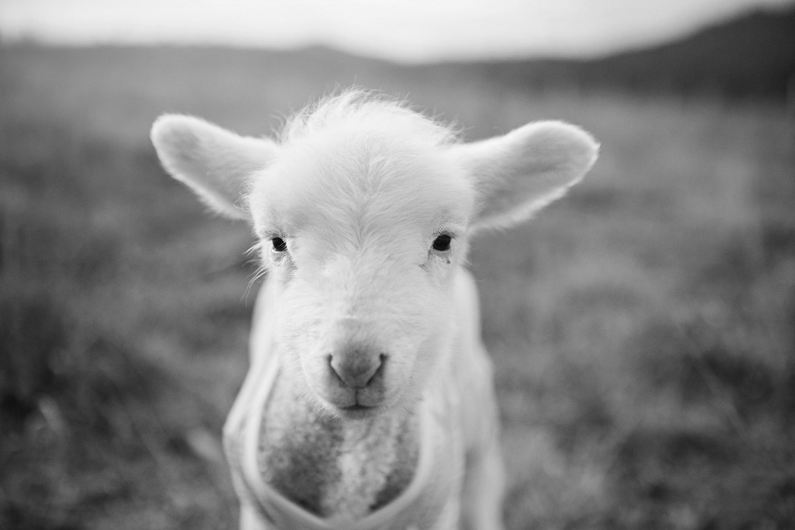 Lamb Photo Lamb Photography Baby Lamb Sheep Photo Sheep | Etsy