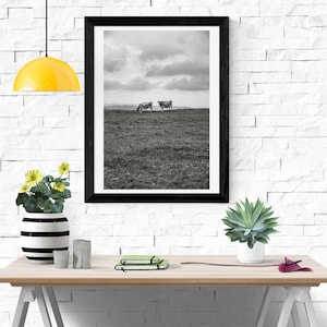 Cow Photograph Print: French Country Farmhouse Decor (digital Download ...