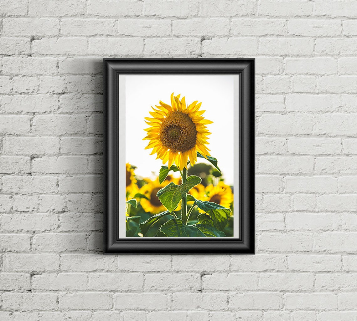 Sunflower Print Sunflower Art Sunflower Printable Sunflower - Etsy