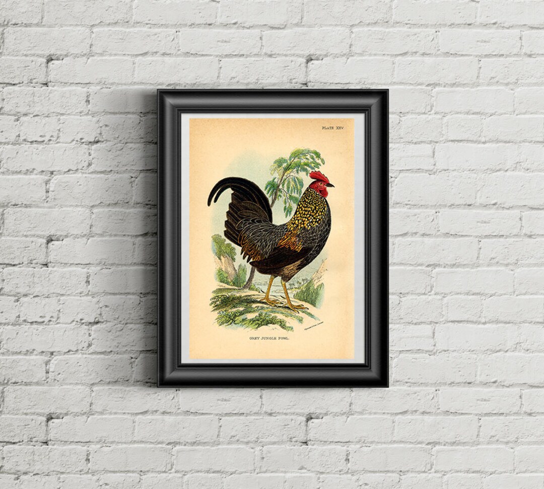 Vintage Chicken, Vintage Chicken Art, Vintage Wall Art, Farmhouse Wall ...
