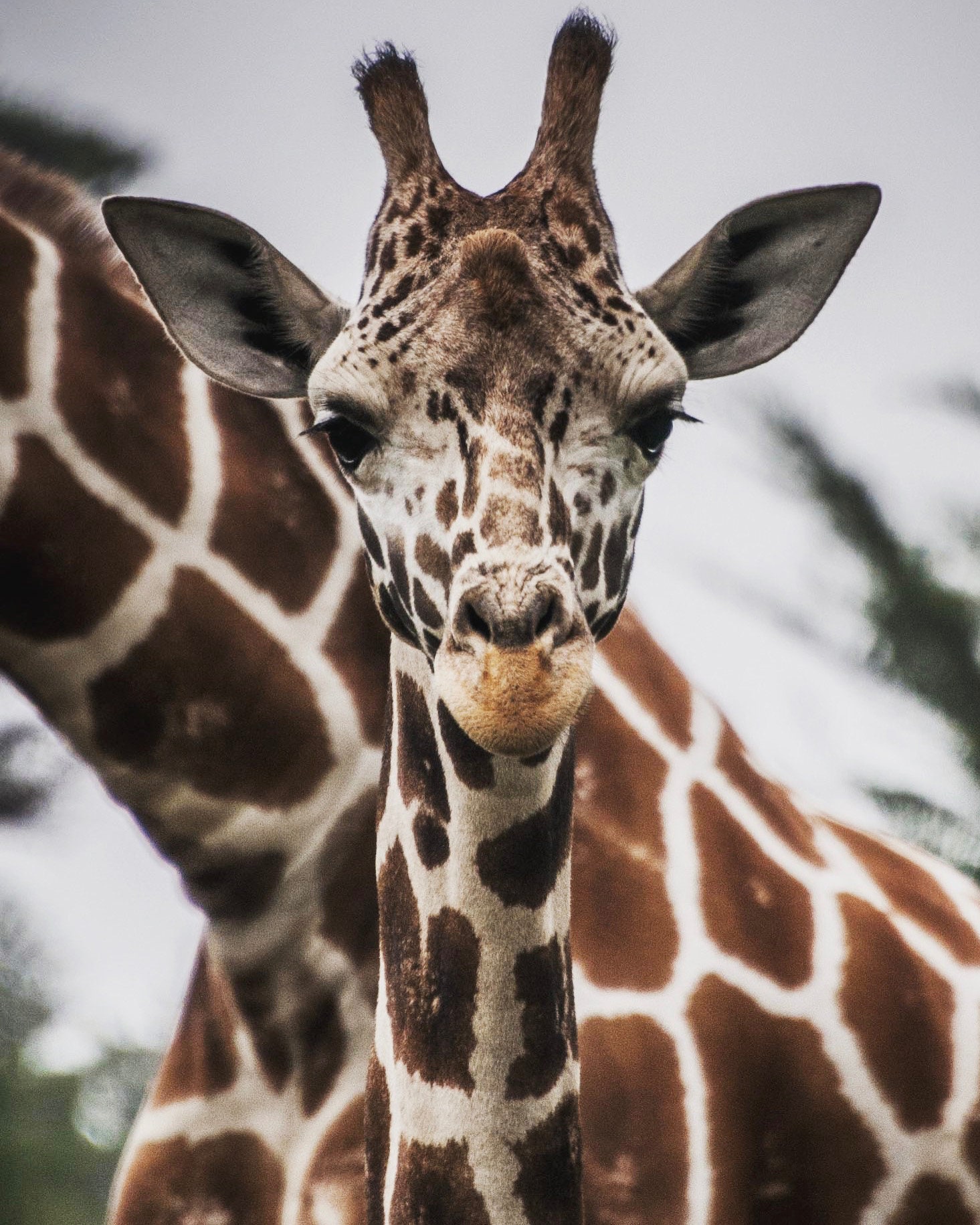 Giraffe Giraffe Wall Art Giraffe Art Print Giraffe Print | Etsy