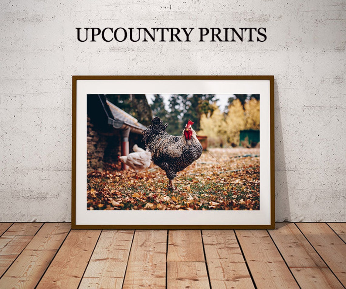 Chicken Photograph Print: Farmhouse Home Decor (digital Download) - Etsy