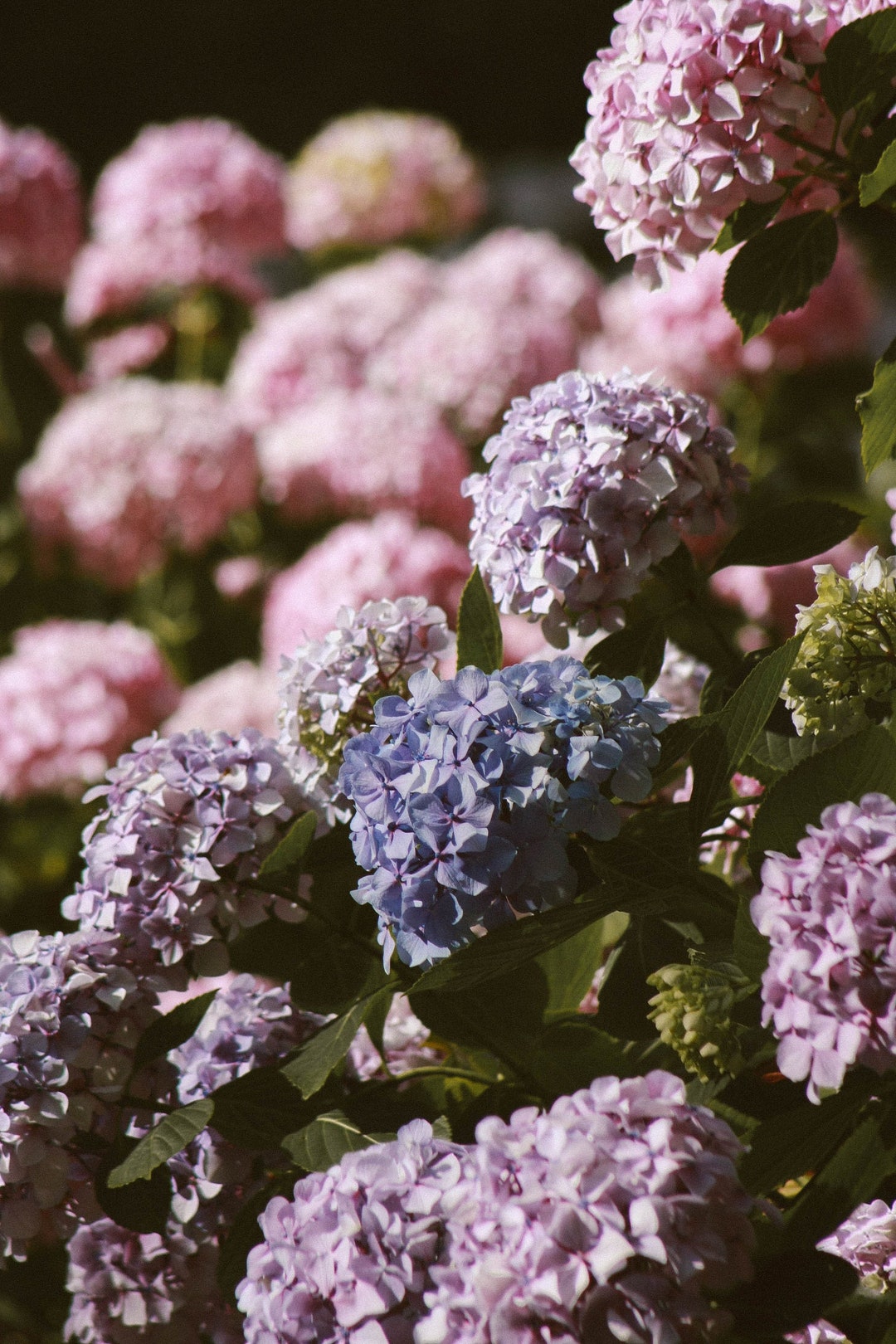 Hydrangea Photograph Print: Farmhouse Wall Art (digital Download) - Etsy
