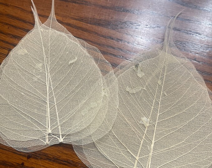 10 Skeleton Natural Dried Rubber Leaves 03 - Etsy