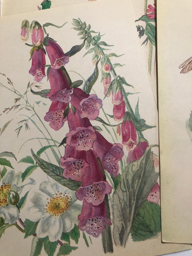 Vintage Edith Holden Book Pages. - Etsy