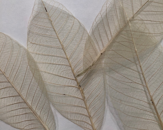 10 Skeleton Natural Dried Rubber Leaves #5 - Etsy