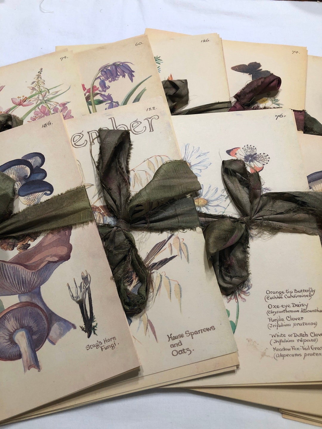 Vintage Edith Holden Book Pages. - Etsy