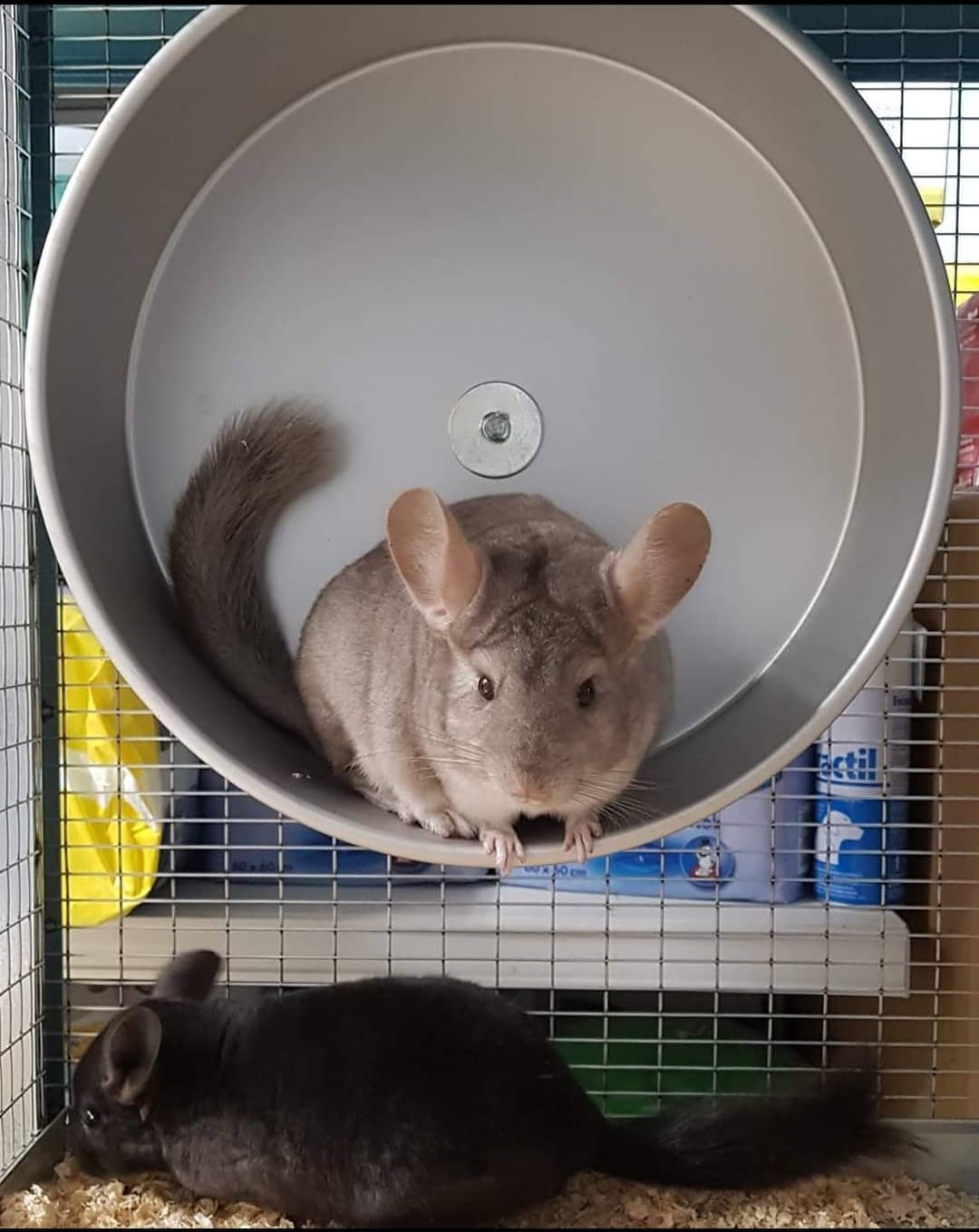 TURBOTAILS WHEEL. Metal Wheel for Pet Like: Chinchilla, Degu, Rat ...