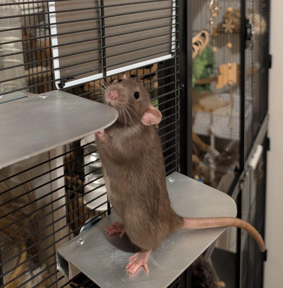 Rat Cage Shelves – Aluminum Chew Proof Cage Ledges for Rats - Etsy UK