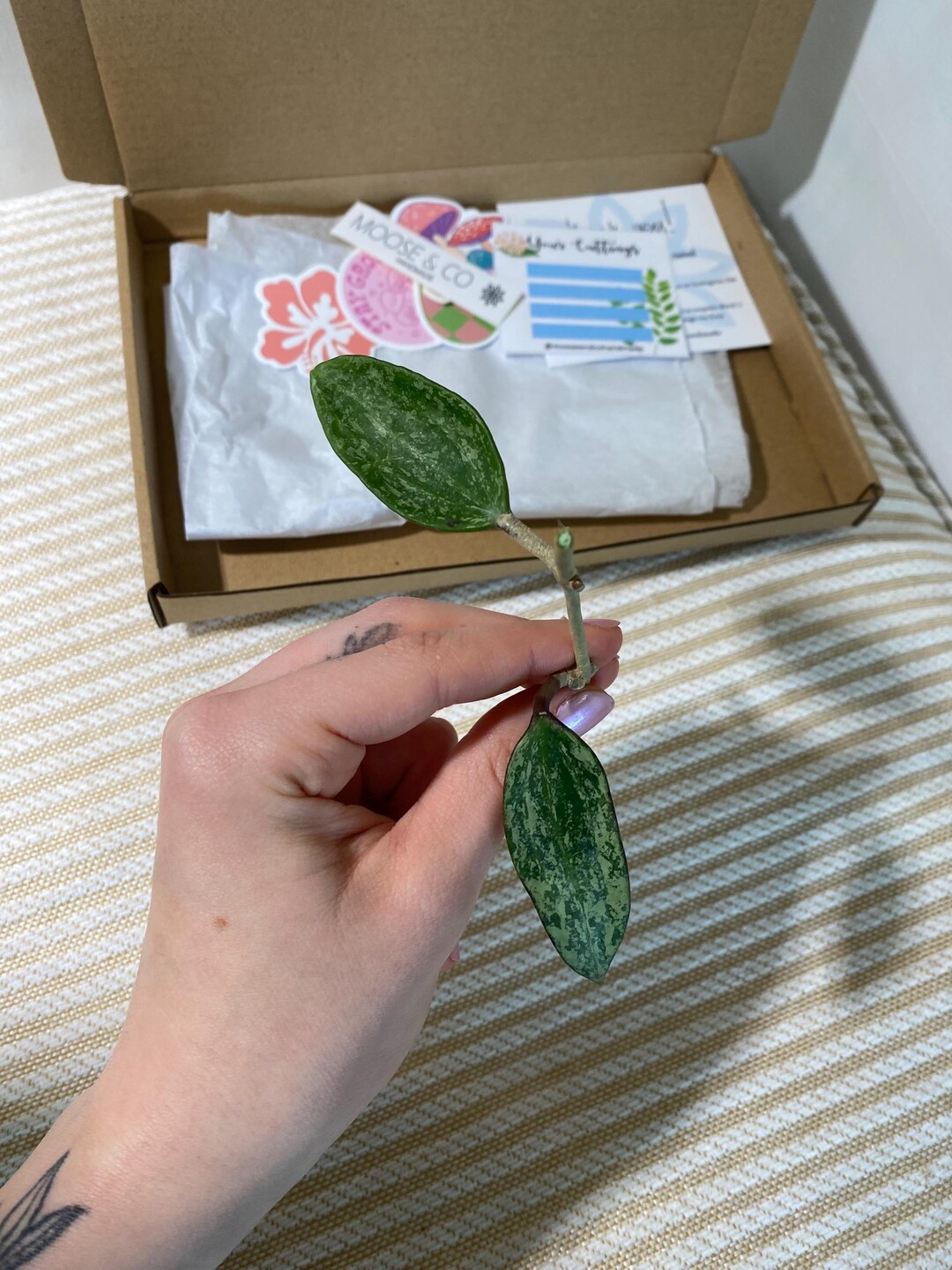 Rare Hoya Rangsan Cutting Houseplant Letterbox Gift - Etsy UK