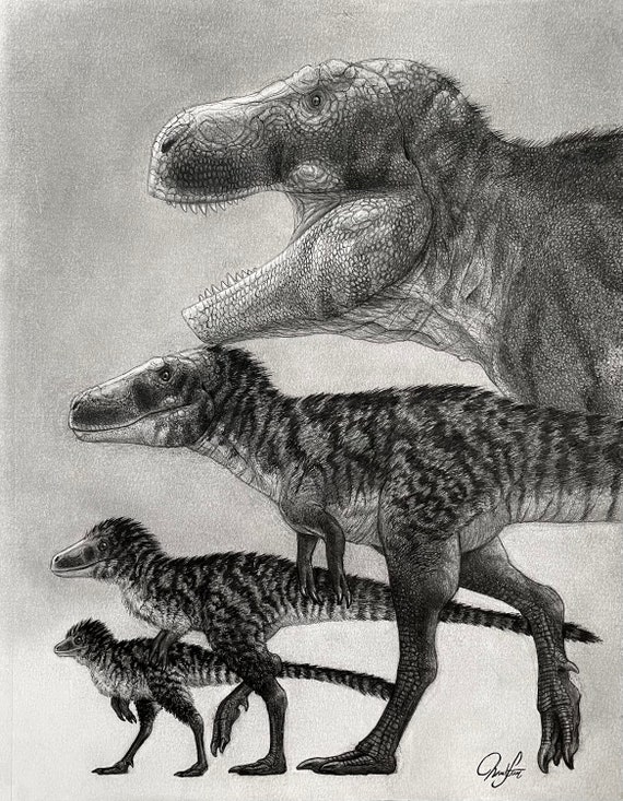 Art Print T. Rex Growth Stages | Etsy