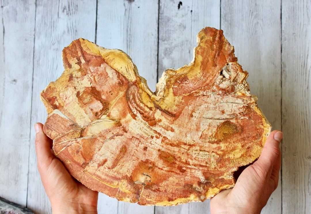 Xlarge Petrified Wood Plate, Slab, Cheese Board, Grounding, Root Chakra ...