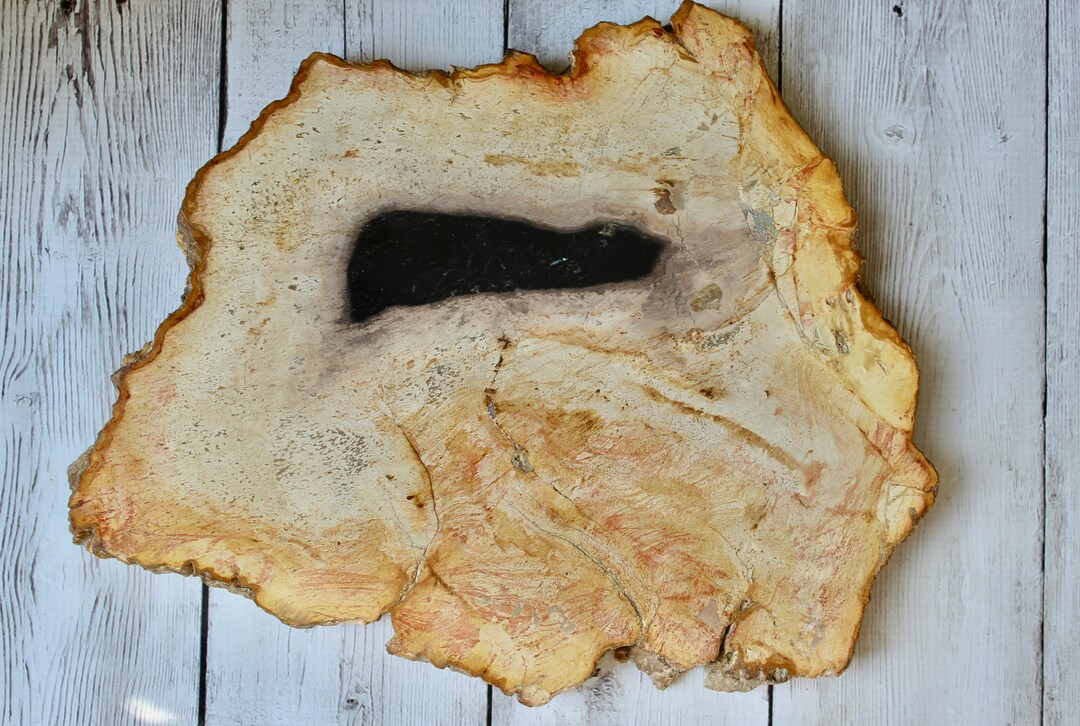 Xlarge Petrified Wood Plate, Slab, Cheese Board, Grounding, Root Chakra ...