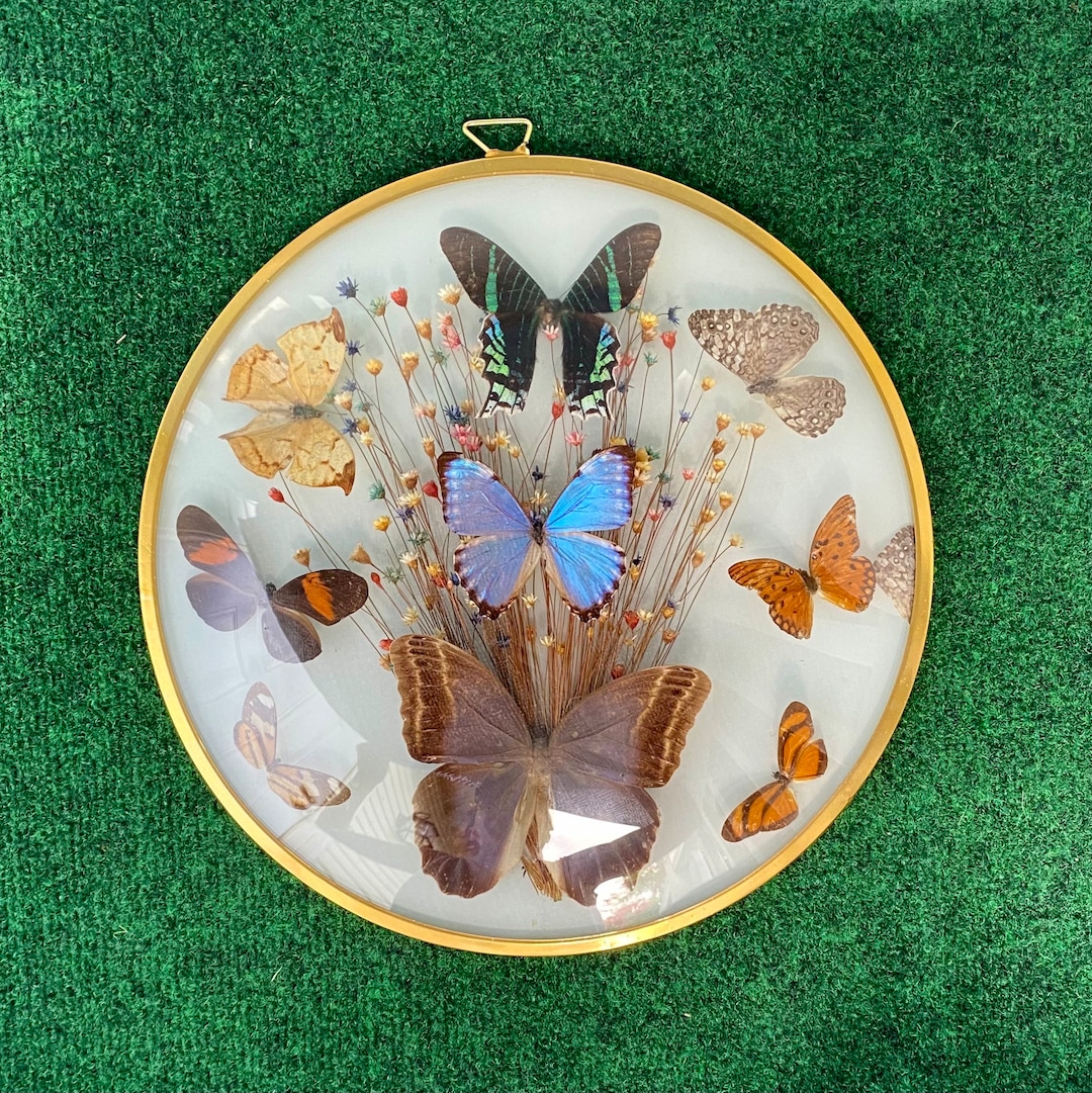 Vintage Butterfly Taxidermy, Framed Butterfly Art, Preserved ...
