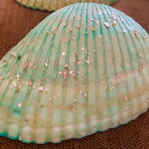 Sea Glass/seashells/lot of 10/hand - Etsy