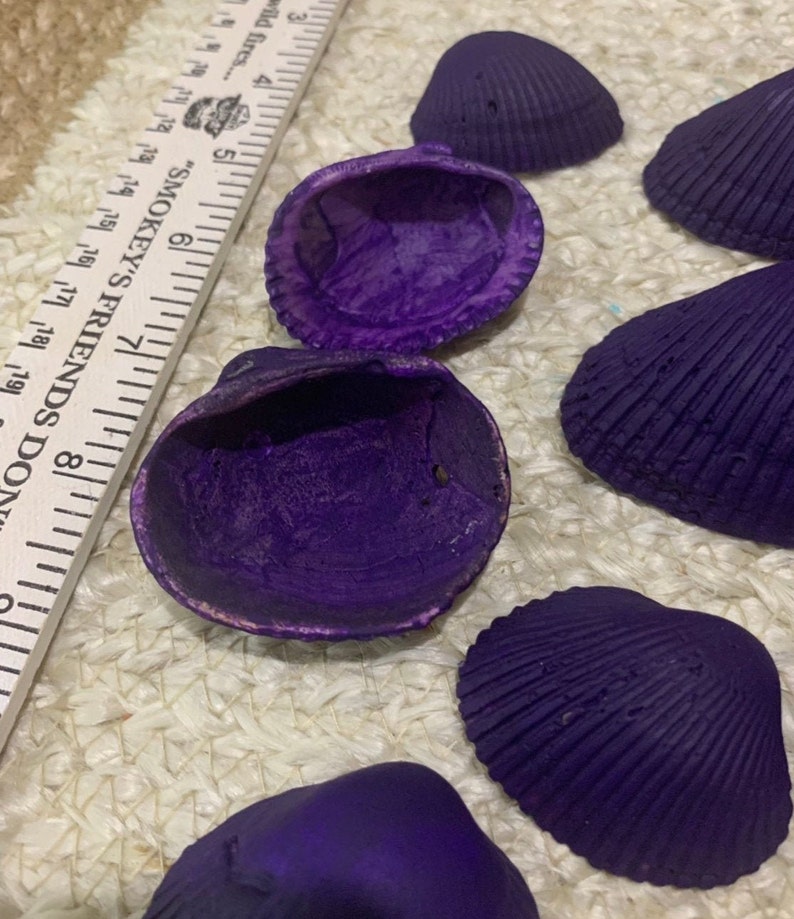 Dark Deep Purple Sea Shells/bulk of 10/florida Cockle Shells/decor ...