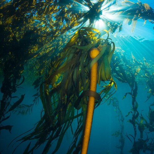 Sunbeams Over Kelp Forest Canopy - Etsy