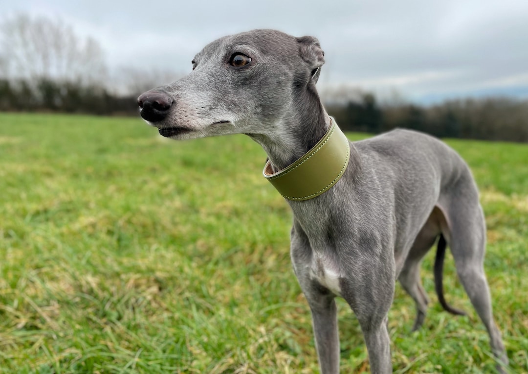 Olive Sheep Leather and Soft Suede Padded Wide Collars Whippet ...