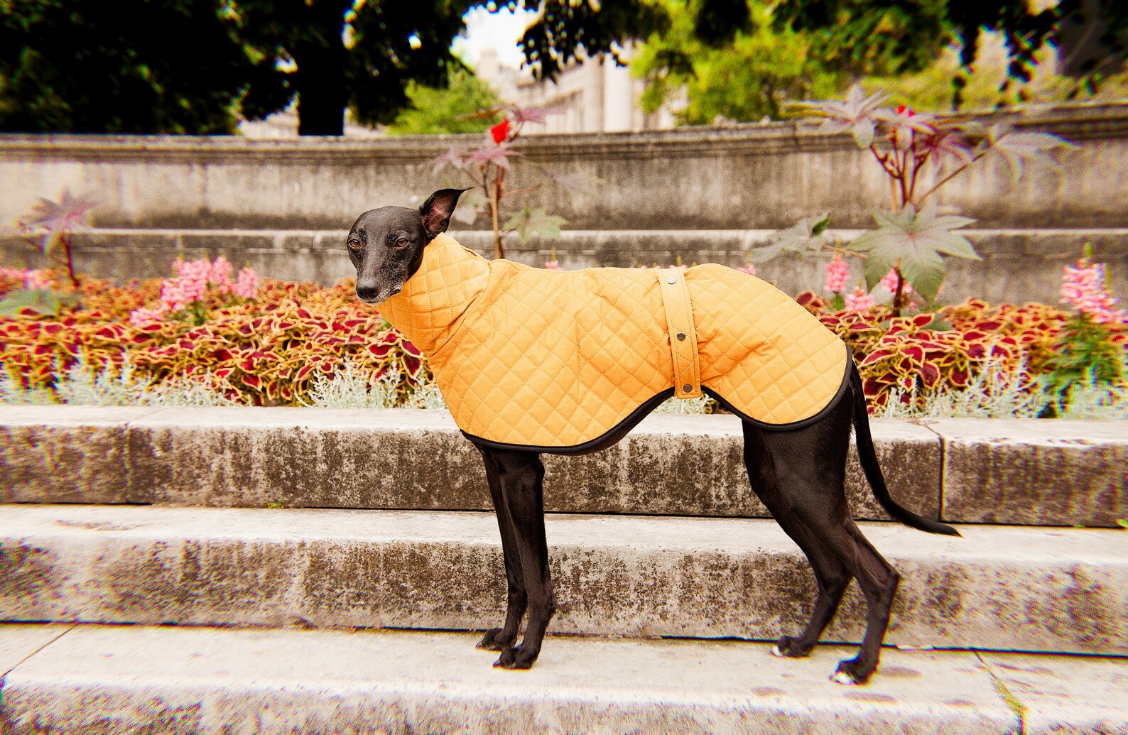 Yellow Lined Quilted Waterproof Coat Whippet Greyhound With | Etsy