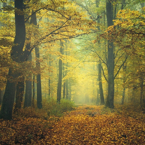 Fall Wall Art Landscape Set of 3 Prints Autumn Forest Print | Etsy