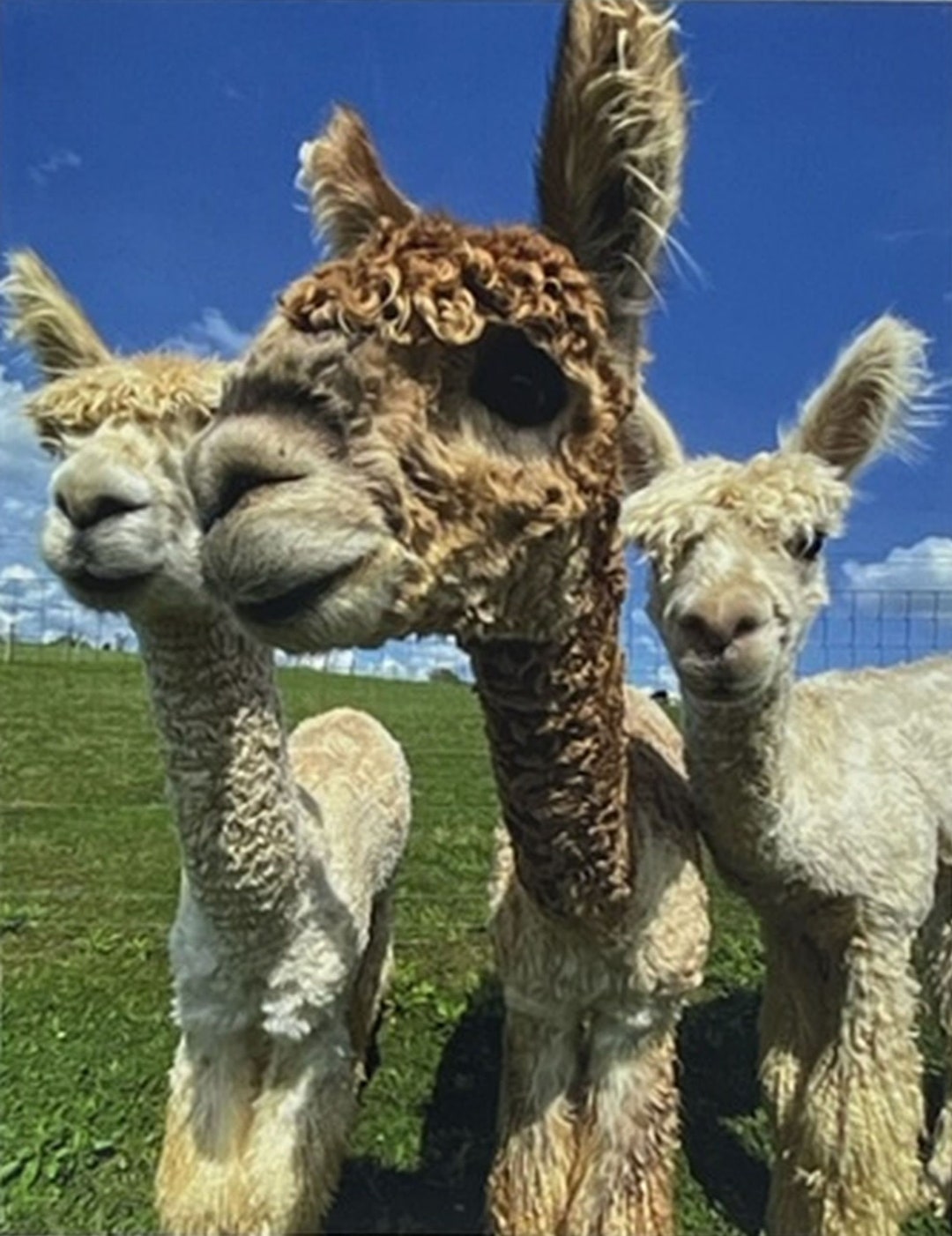 One Alpaca Greeting Cards, 3 Cute Suri Boys, All Occasion Card, Farm ...
