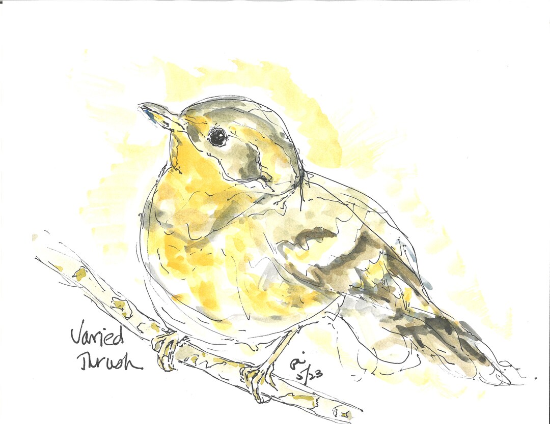 Varied Thrush, Watercolor and Pen, Prints and Postcards - Etsy