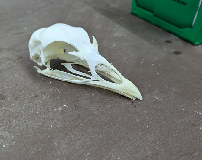 Turkey Skull - Etsy