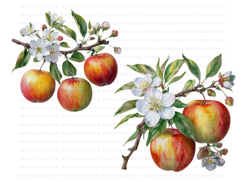 12 Watercolor Apple PNG Clipart High-resolution Fruit Illustrations for ...
