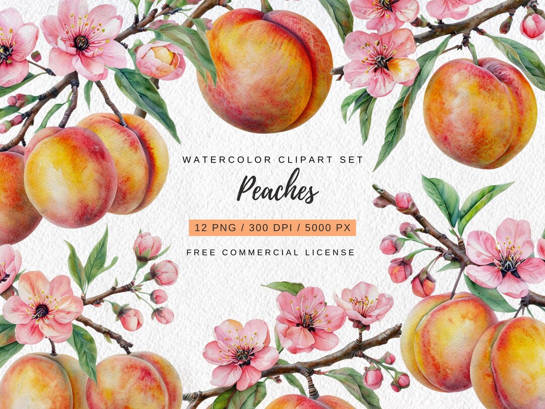 12 Watercolor Peach PNG Clipart | High-resolution Fruit Illustrations ...