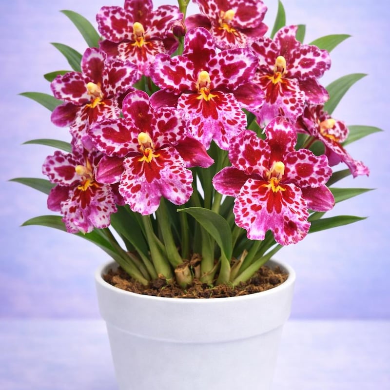 Orchid Lepanthes - Etsy