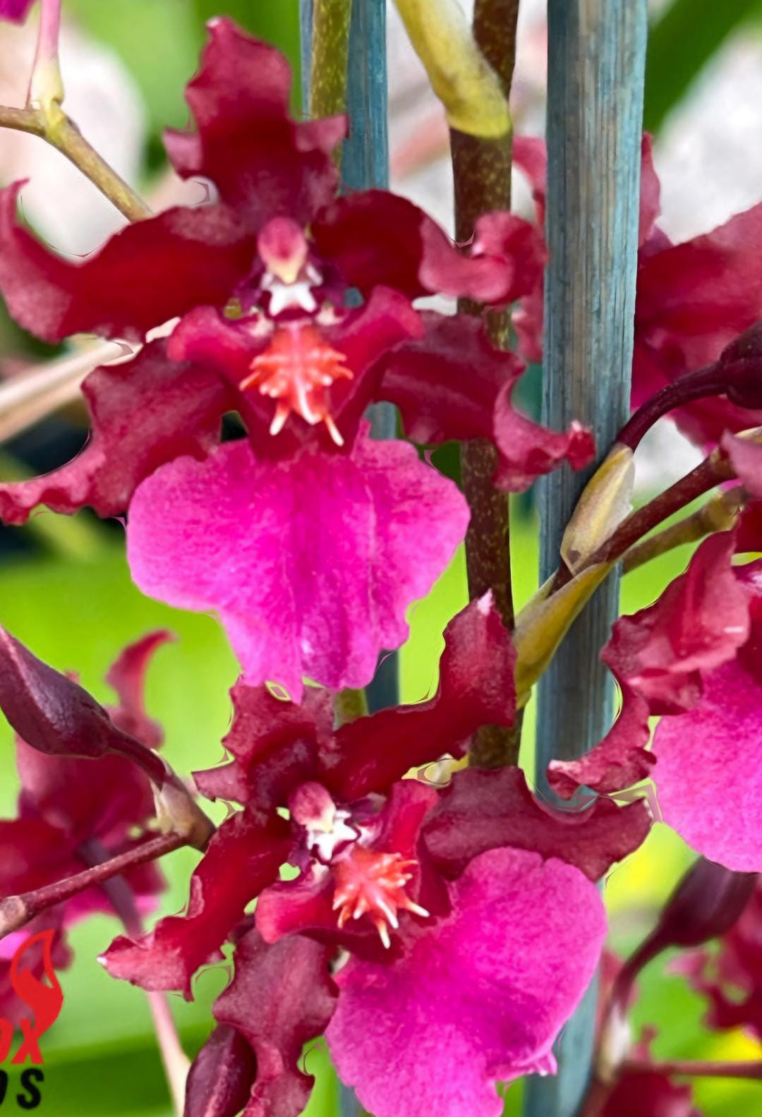 Oncidium Orchid Sharry Baby " Red Fantasy" Fragrant Chocolate Orchid 4 ...