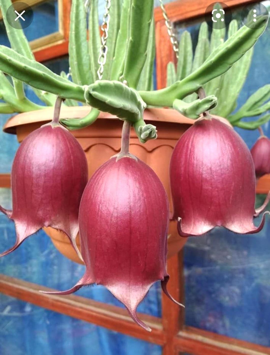 Stapelia Leendertziae Succulent Live Plant-black Bell Stapeliad - Etsy