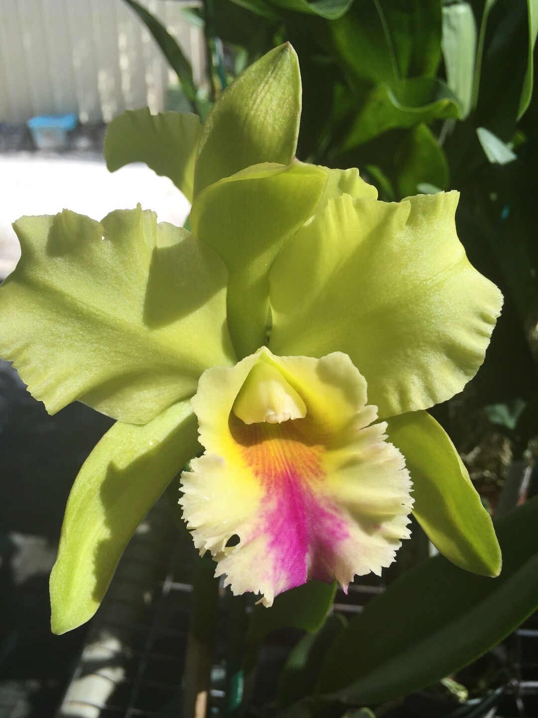 Orchid Seedling Cattleya BLC Dewey Forest Kudos~live Starter Plant - Etsy